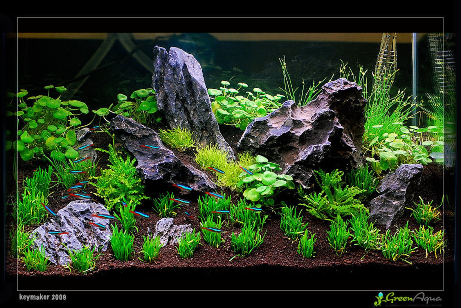 BLACK SEIRYU STONE Great Aquarium Decor or Bonsai Stones - Etsy