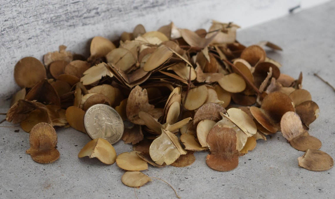 Windy Pods for Shrimp Fish Aquariums Craft Supplies - Etsy