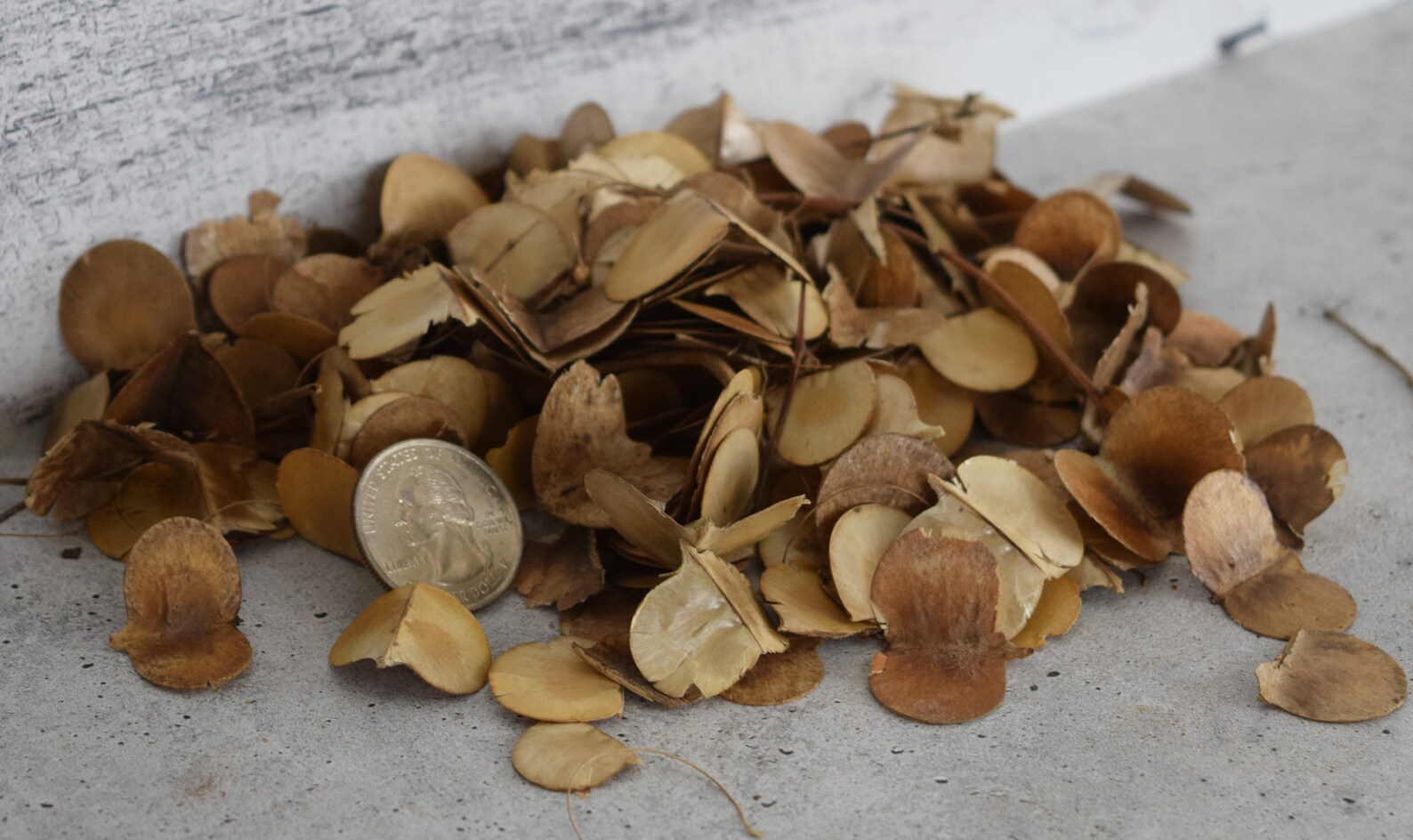 Windy Pods for Shrimp Fish Aquariums Craft Supplies - Etsy