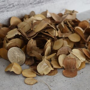 Windy Pods for Shrimp, Fish, Aquariums Craft Supplies Botanicals - Etsy