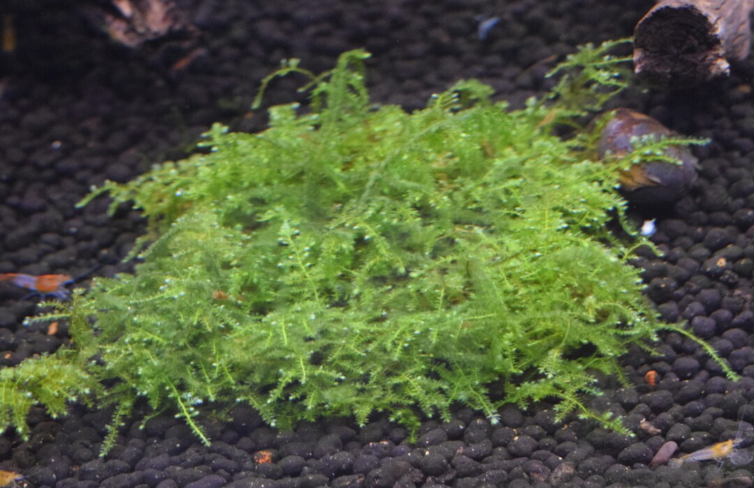 Mini Christmas Moss on Stainless Steal Mesh Live Aquarium Plant 100% ...