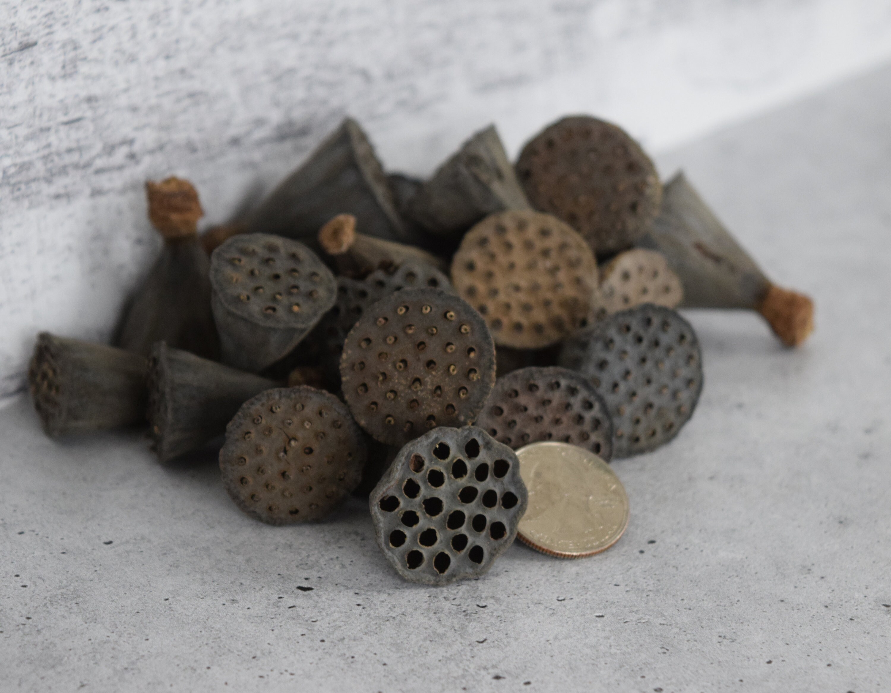 Mini Lotus Pods for Shrimp Fish Aquariums Craft Supplies - Etsy