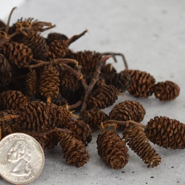 Alder Cone - Etsy