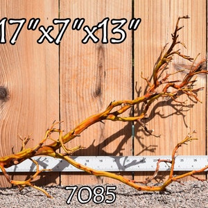 MANZANITA Driftwood Aquarium Centerpiece (natural Red) WYSIWYG ( Moss ...