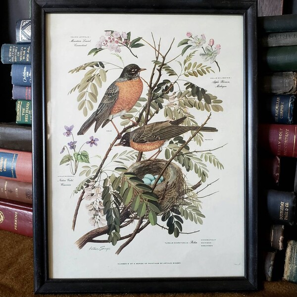 Framed Robin Bird Print - Etsy