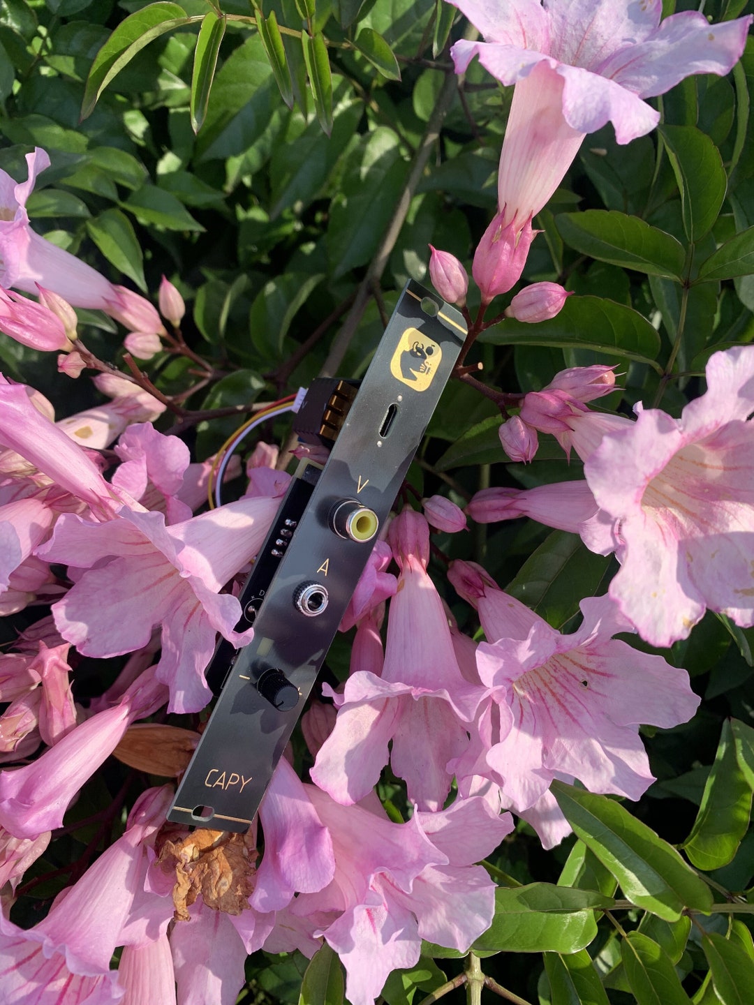 Capy (eurorack Video/audio Capture Module) - Etsy