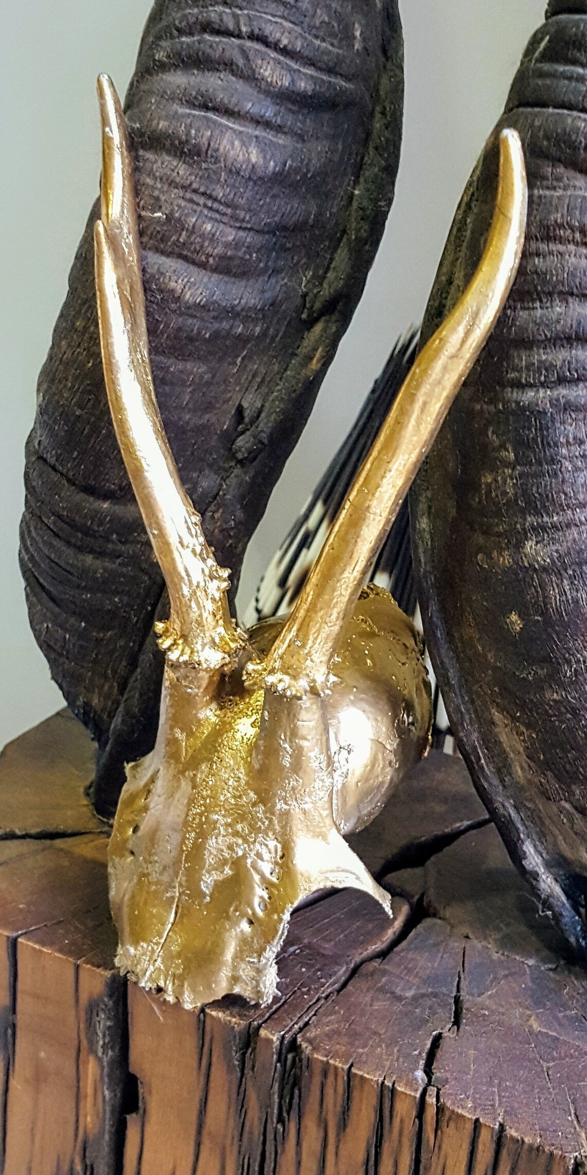Real GOLD Gilded Roe Deer Horn - Etsy