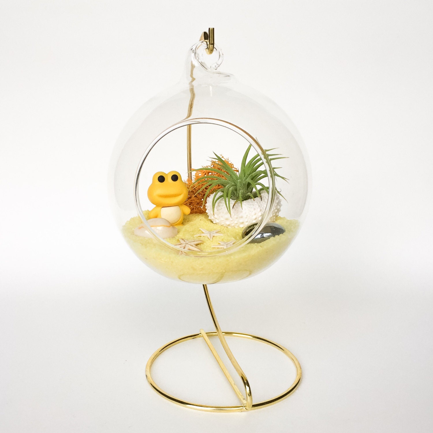 Yellow Frog Terrarium Kit - Etsy