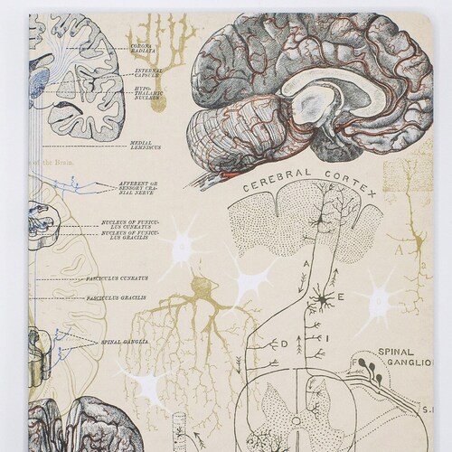 Brain Softcover Notebook Neuroscience Nursing Student Gift - Etsy