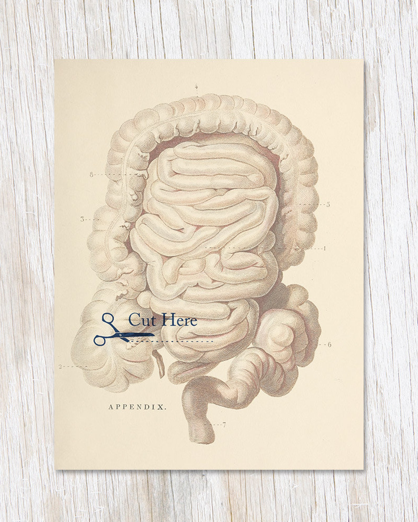 Appendix Cut Here Card Human Anatomy Gift Biology Gifts - Etsy