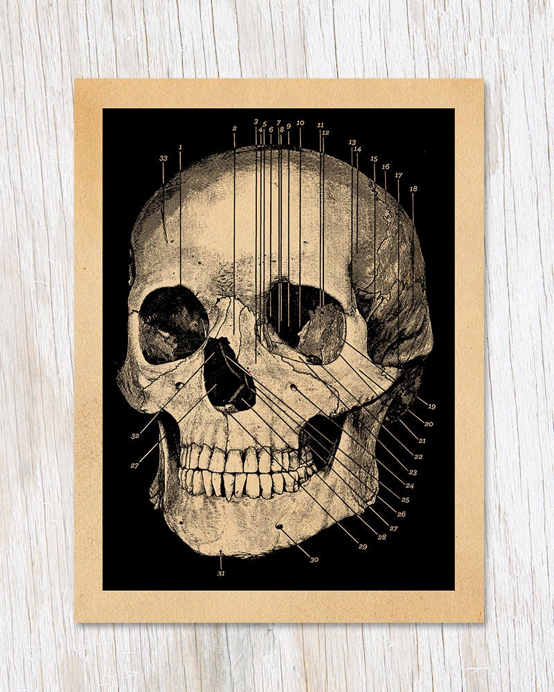 Skull Card Dissection Med Student Science Print | Etsy