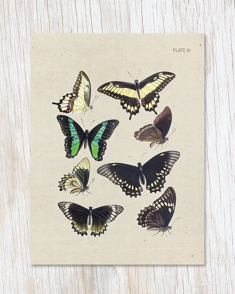 Scientific Butterfly Illustration