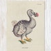 Dodo Bird Specimen Greetings Card, Ornithology Illustrated Blank Inside ...