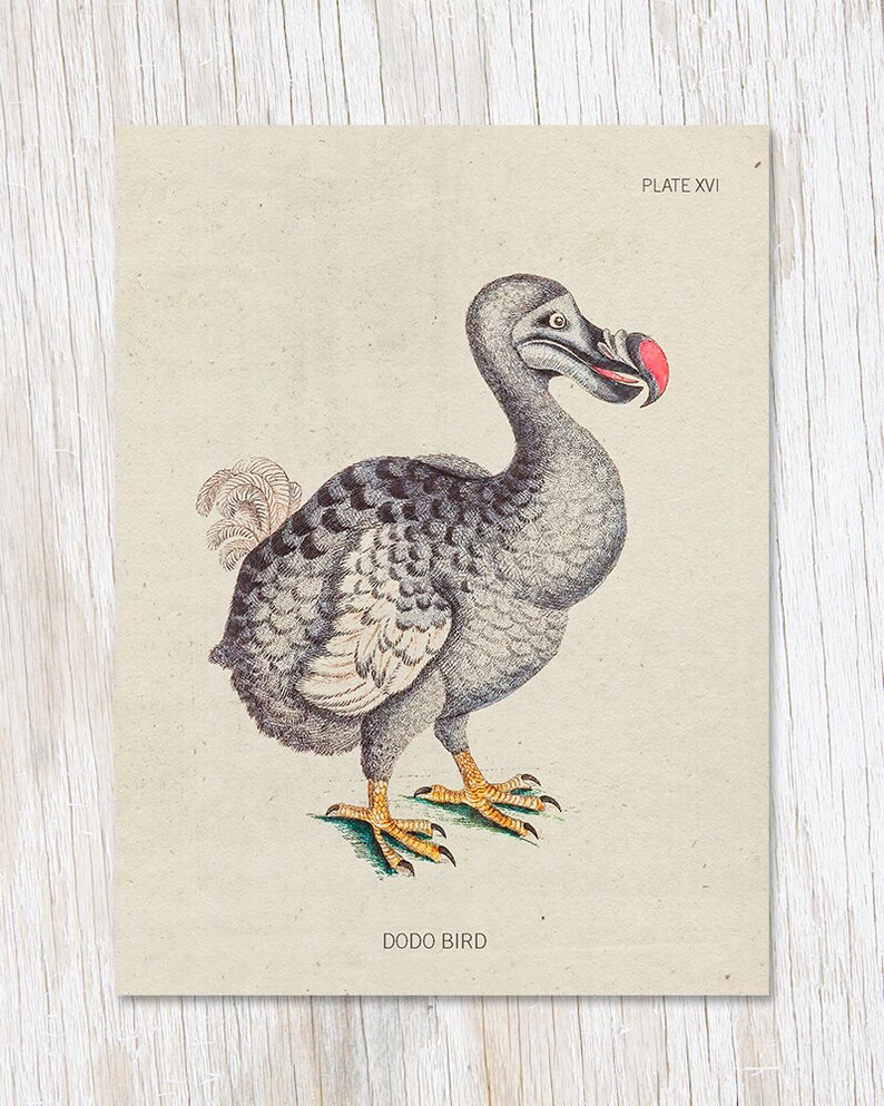Dodo Bird Specimen Greetings Card Ornithology Illustrated - Etsy UK