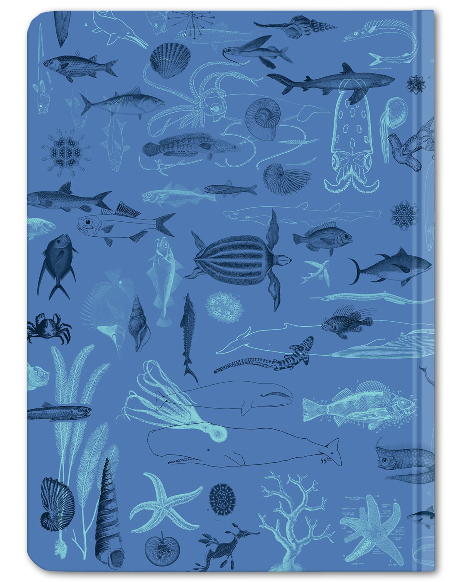 Marine Biology Notebook Hardcover Dot Grid Journal - Etsy