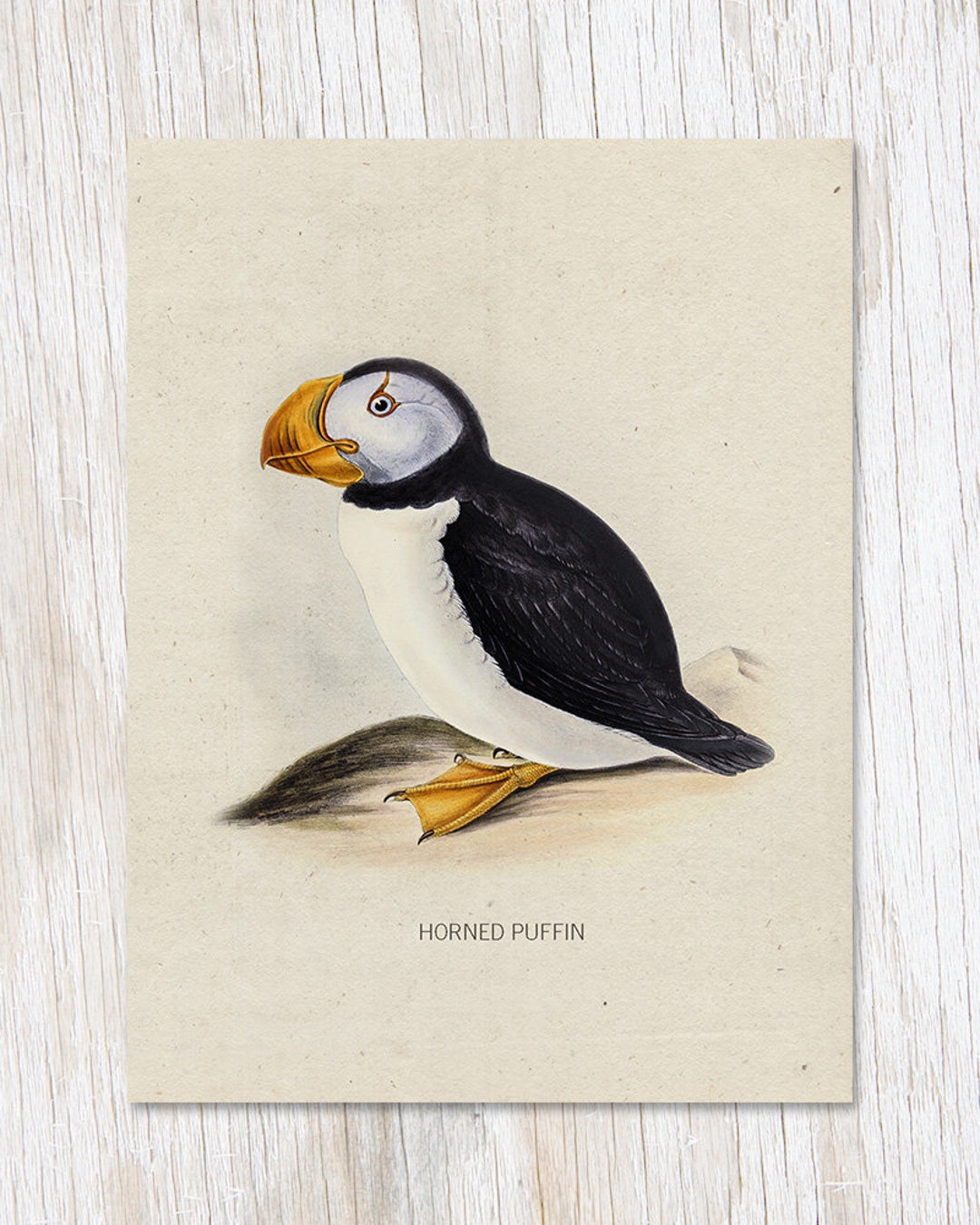 Puffin Greeting Card | Ornithology, Puffin Print, Professor Gift ...