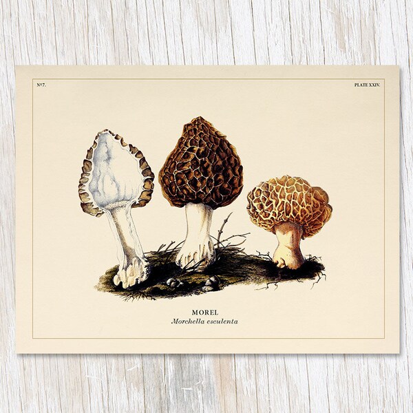 Scientific Illustration Prints - Etsy