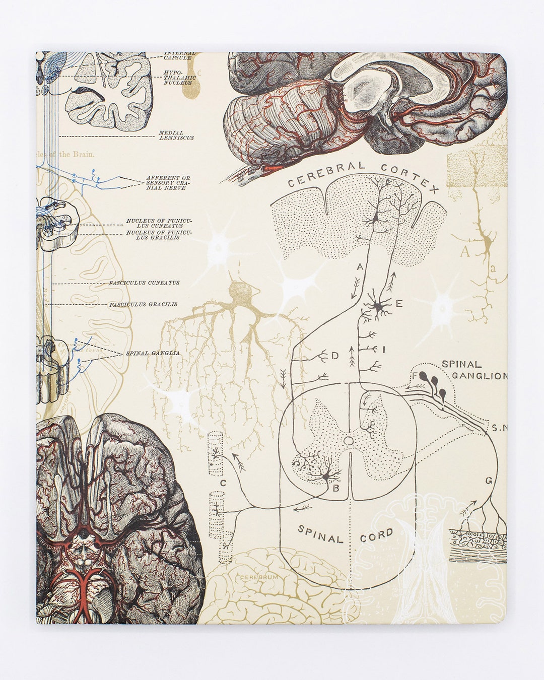 Brain & Neuroscience Lab Notebook | Biology Gifts, College Student Gift ...