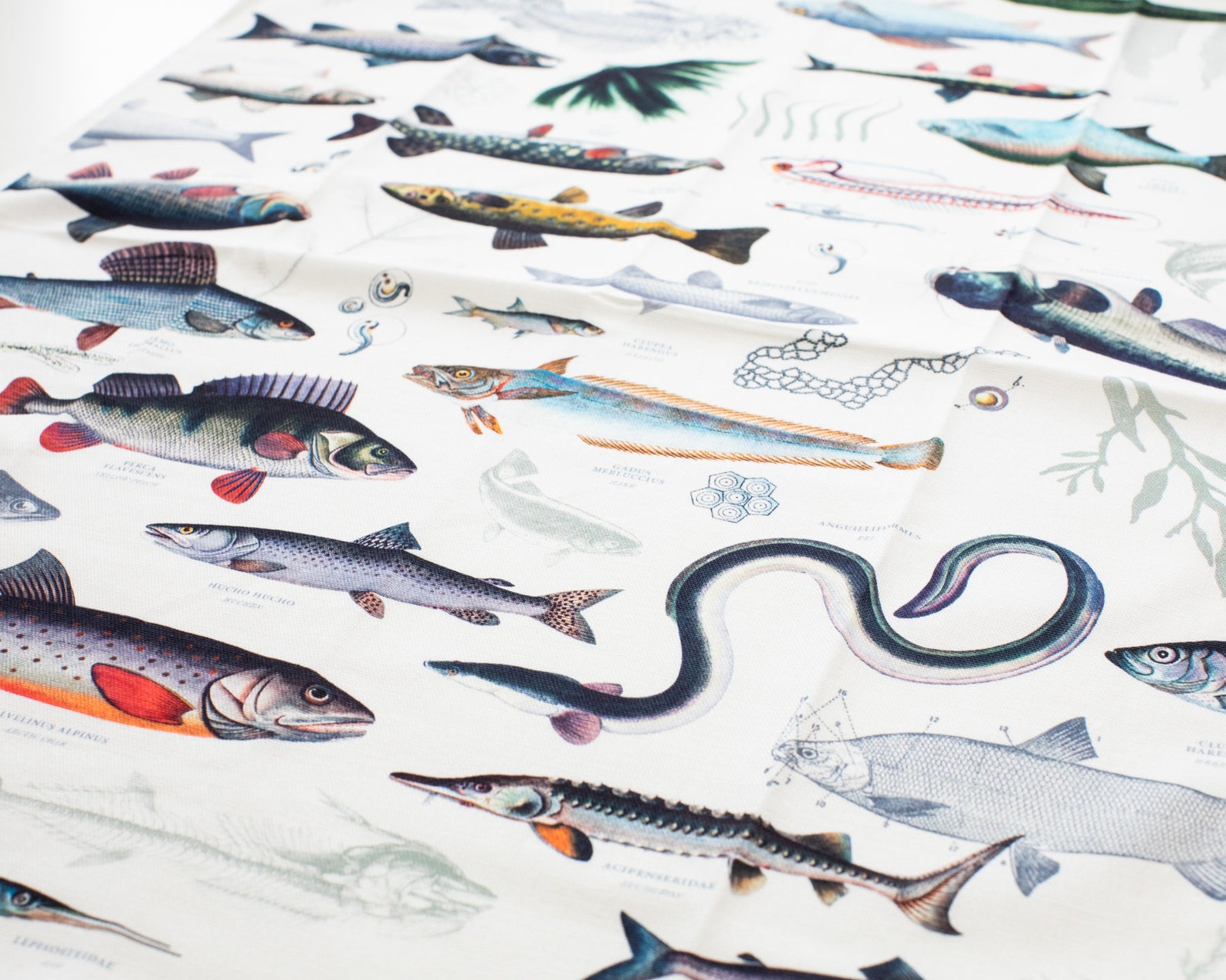 Freshwater Fish Tea Towel Biology Gifts Marine Prints - Etsy