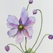 Purple Anemone Eriocapitella Hupehensis With Buds Original Watercolor ...
