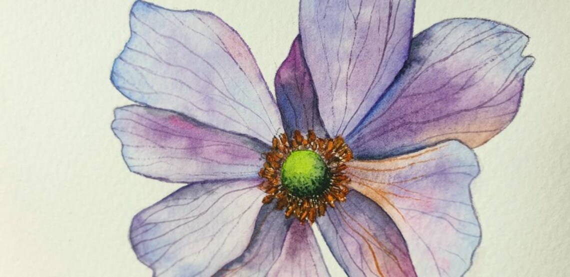 Purple Anemone Eriocapitella Hupehensis With Buds Original Watercolor ...