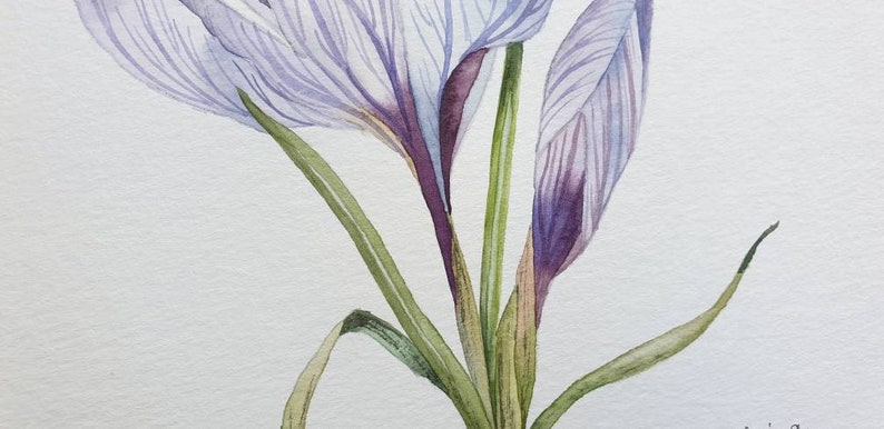 Crocus Watercolor ORIGINAL Artwork Minimalist Botanical Painting Floral ...