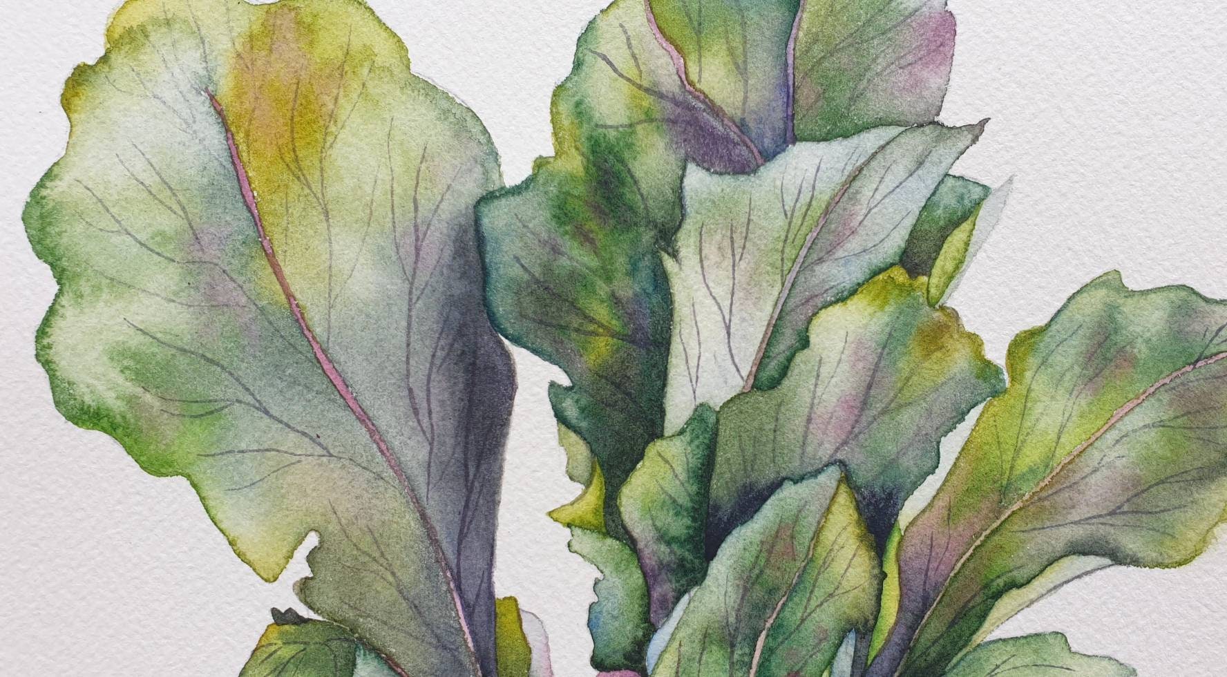 Kohlrabi Cabbage Painting Original Watercolor Artwork With Vegetables ...