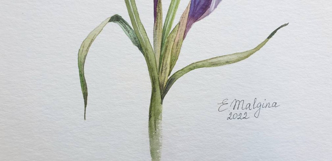 Crocus Watercolor ORIGINAL Artwork Minimalist Botanical Painting Floral ...