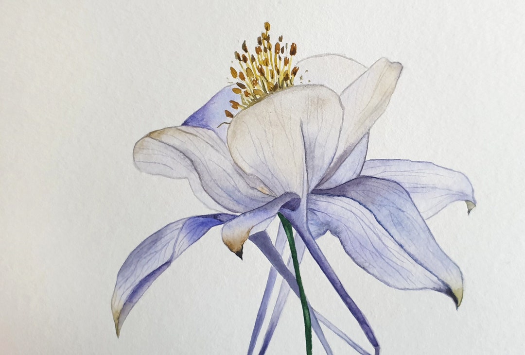 Aquilegia A4 Original Watercolor Painting Blue and Purple Colorado ...