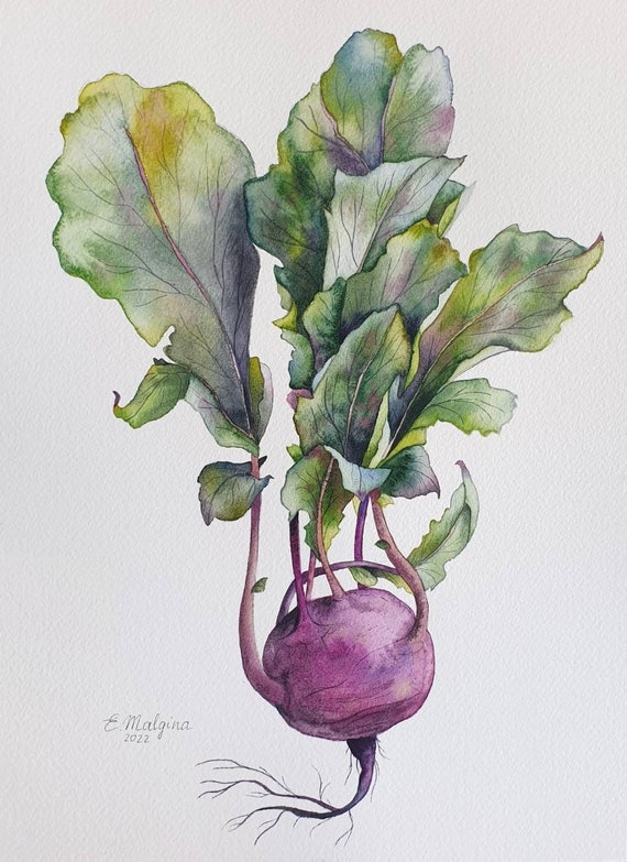 Kohlrabi Cabbage Painting Original Watercolor Artwork With - Etsy