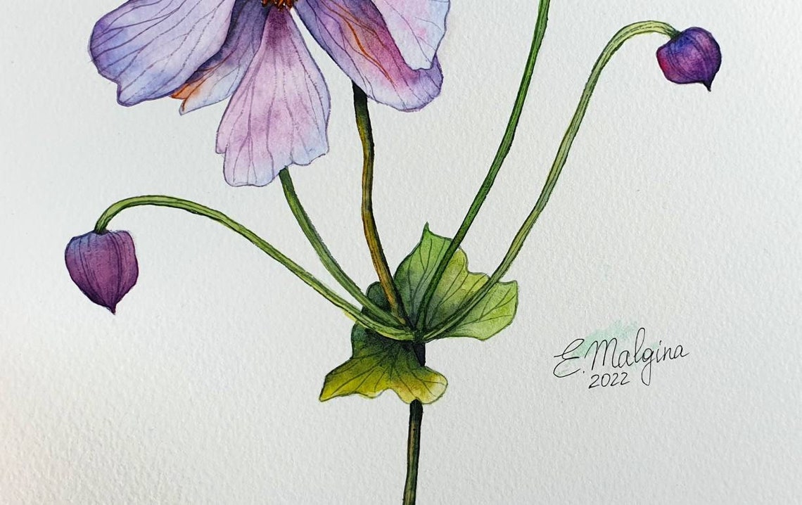 Purple Anemone Eriocapitella Hupehensis With Buds Original Watercolor ...