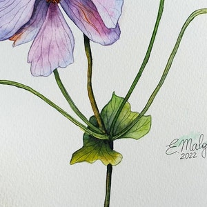 Purple Anemone Eriocapitella Hupehensis With Buds Original Watercolor ...