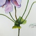 Purple Anemone Eriocapitella Hupehensis With Buds Original Watercolor ...