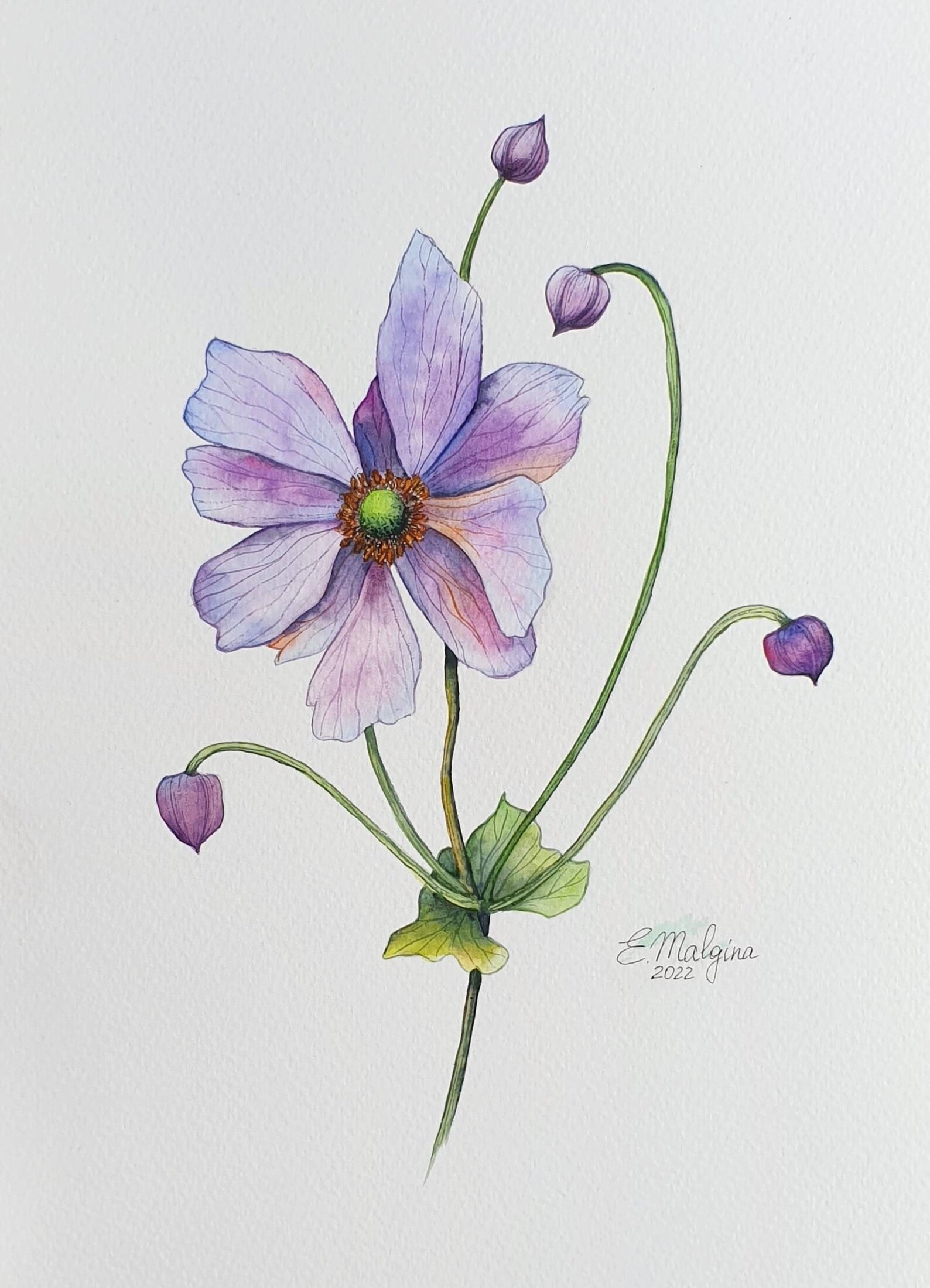 Purple Anemone Eriocapitella Hupehensis With Buds Original Watercolor ...