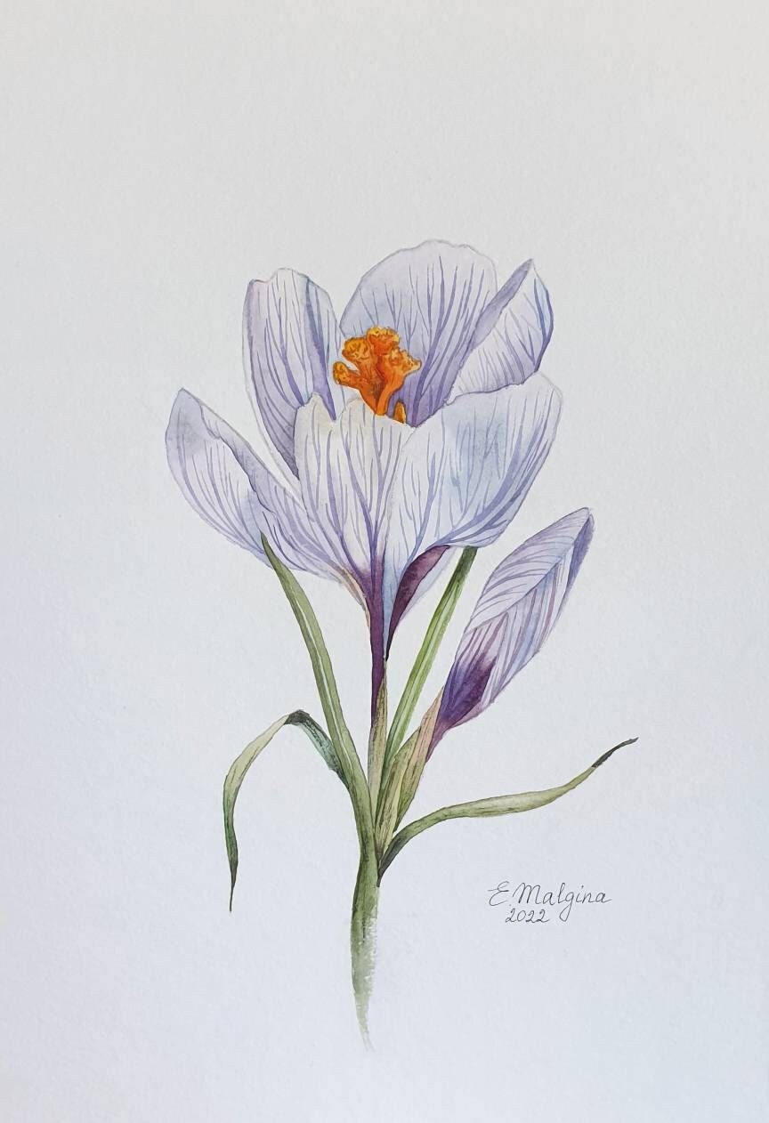 Crocus Watercolor ORIGINAL Artwork Minimalist Botanical Painting Floral ...