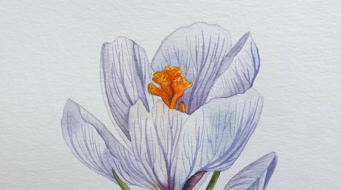 Crocus Watercolor ORIGINAL Artwork Minimalist Botanical Painting Floral ...