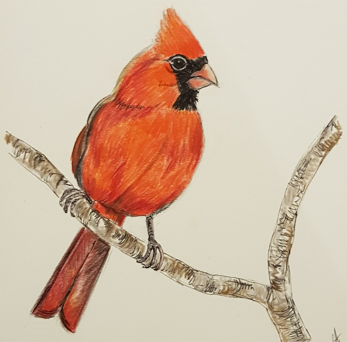 Red Cardinal Original Hand Drawn Greetings Card - Etsy