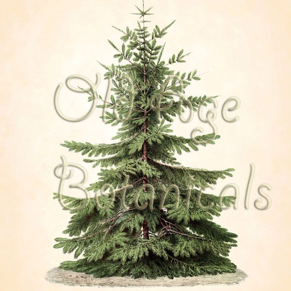 Fir Tree Print - Etsy