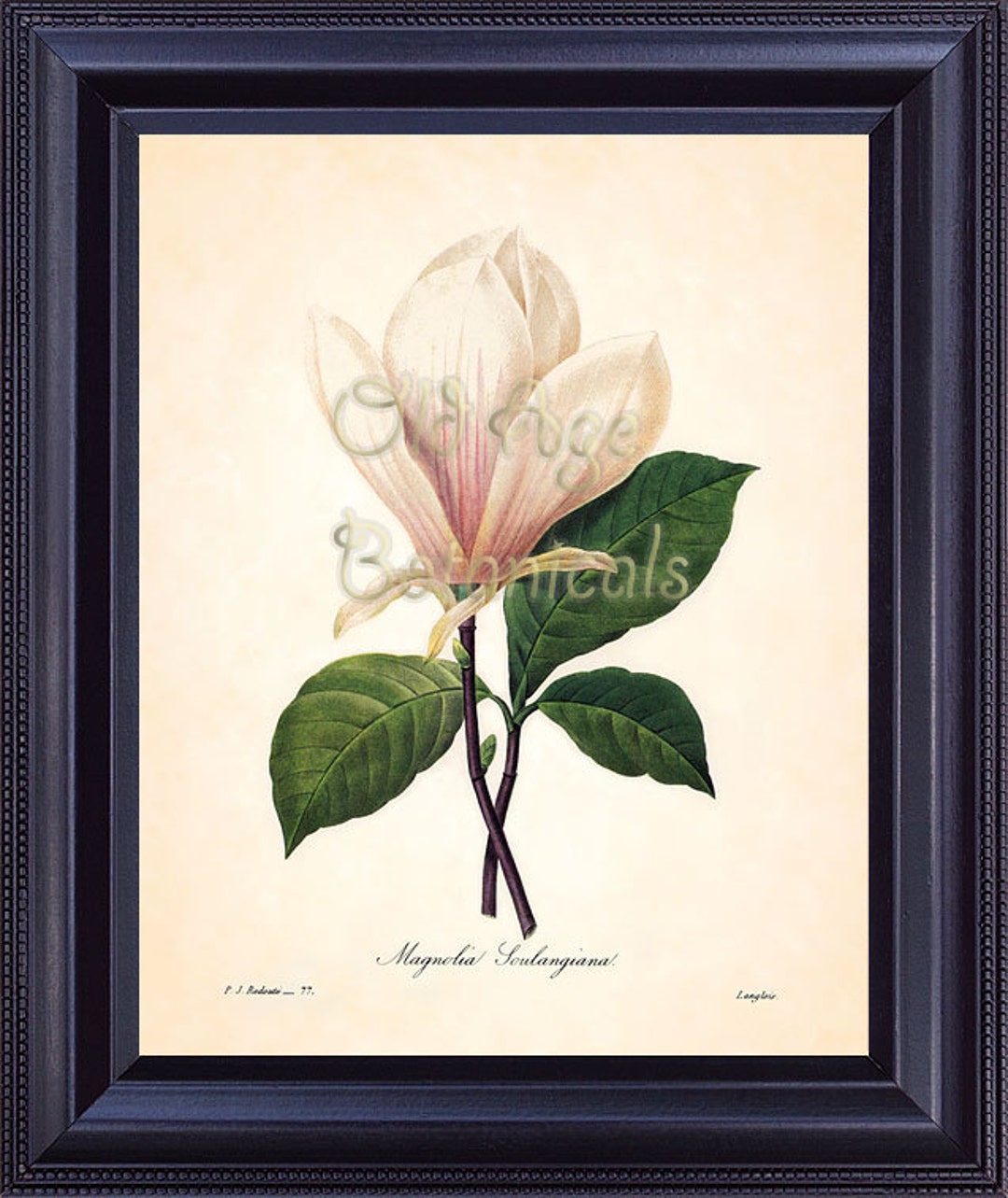 Antique REDOUTE Botanical Print Large White MAGNOLIA Flower 8x10 Floral ...