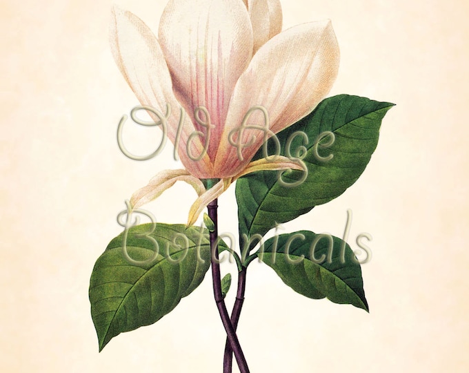 Antique REDOUTE Botanical Print Large White MAGNOLIA Flower 11x14 ...