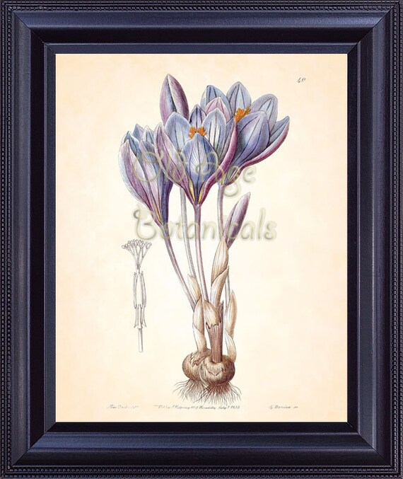 Botanical Print EDWARDS 8x10 Art Print CROCUS Crocuses | Etsy