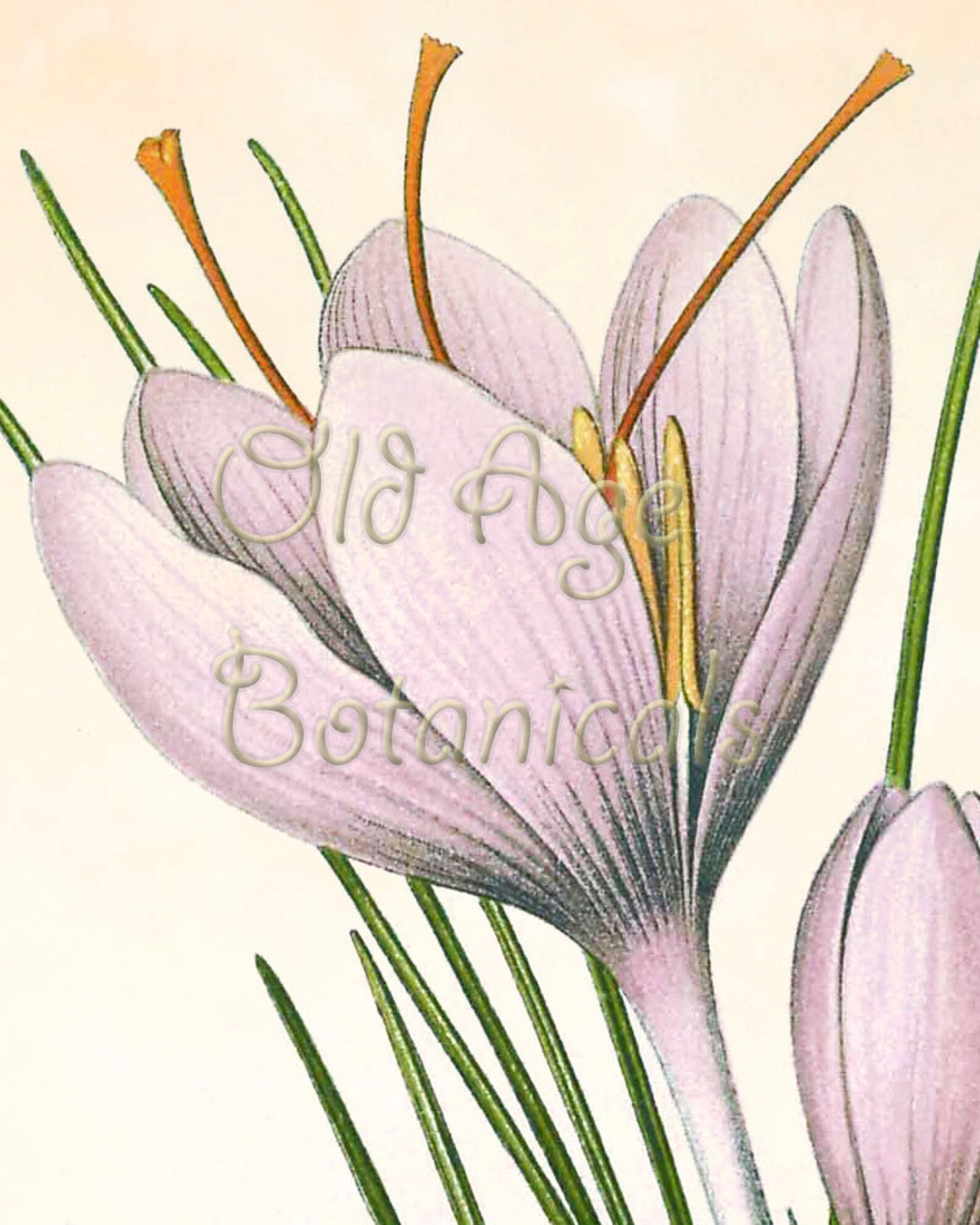 Kohler 8x10 Botanical Antique Art Print CROCUS SATIVUS L. - Etsy