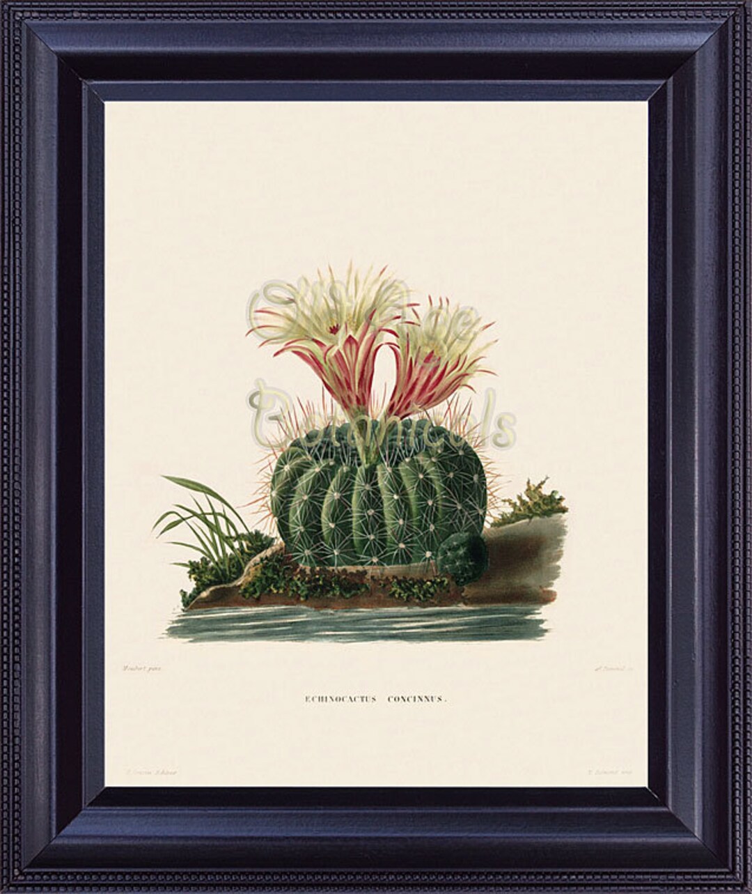 Cactus Botanical Print Lemaire Large Red Yellow Flowers Plant Rare ...
