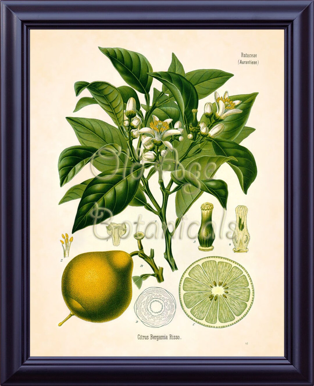 Kohler 11x14 Botanical Art Print BERGAMOT ORANGE Citrus Bergamia Risso ...