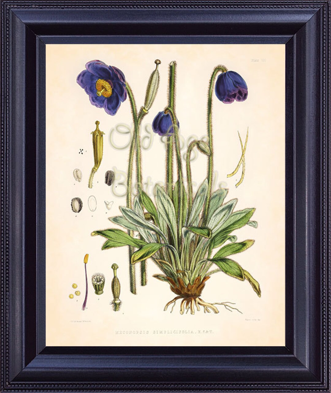 Fitch Botanical Print 8x10 Art Exotic Tropical Plant Himalayan BLUE ...