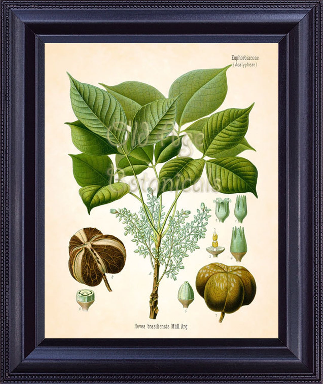 Kohler 8x10 Botanical Print Vintage Art Plate Hevea Brasiliensis RUBBER ...