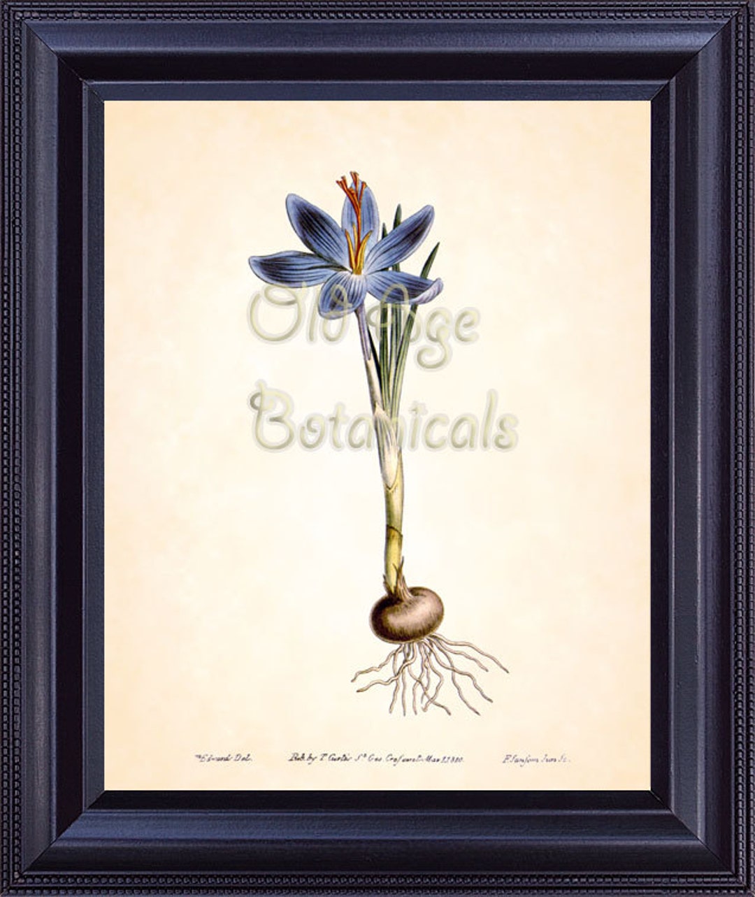 CURTIS Botanical Magazine Blue CROCUS Botanical 8x10 Art Print Vintage ...