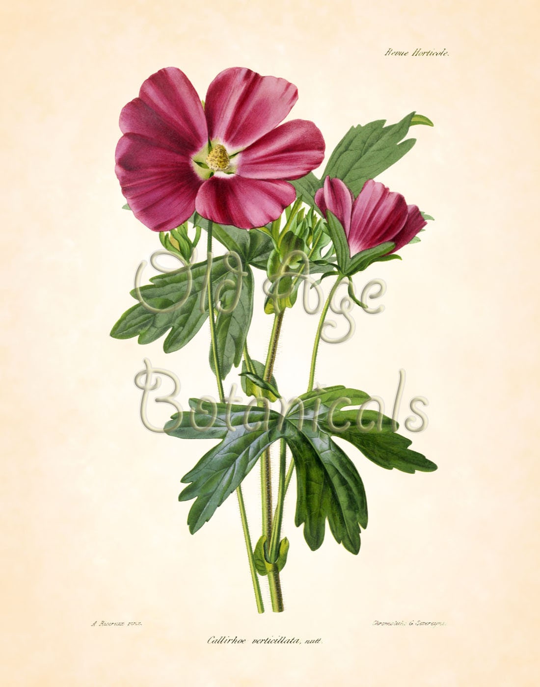 Callirhoe Involucrata Texas WINECUP Purple Poppy Mallow Flower ...