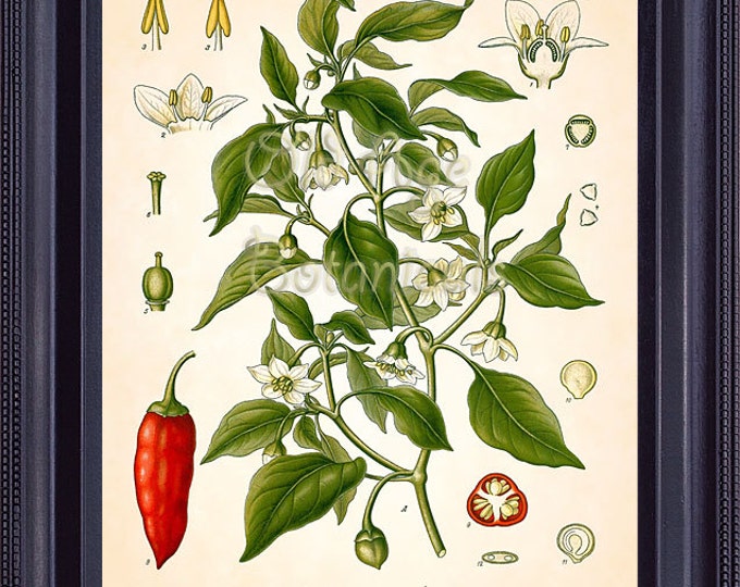 KOHLER Botanical Print Red Hot Chili PEPPER Capsicum 8x10 Vintage Art ...