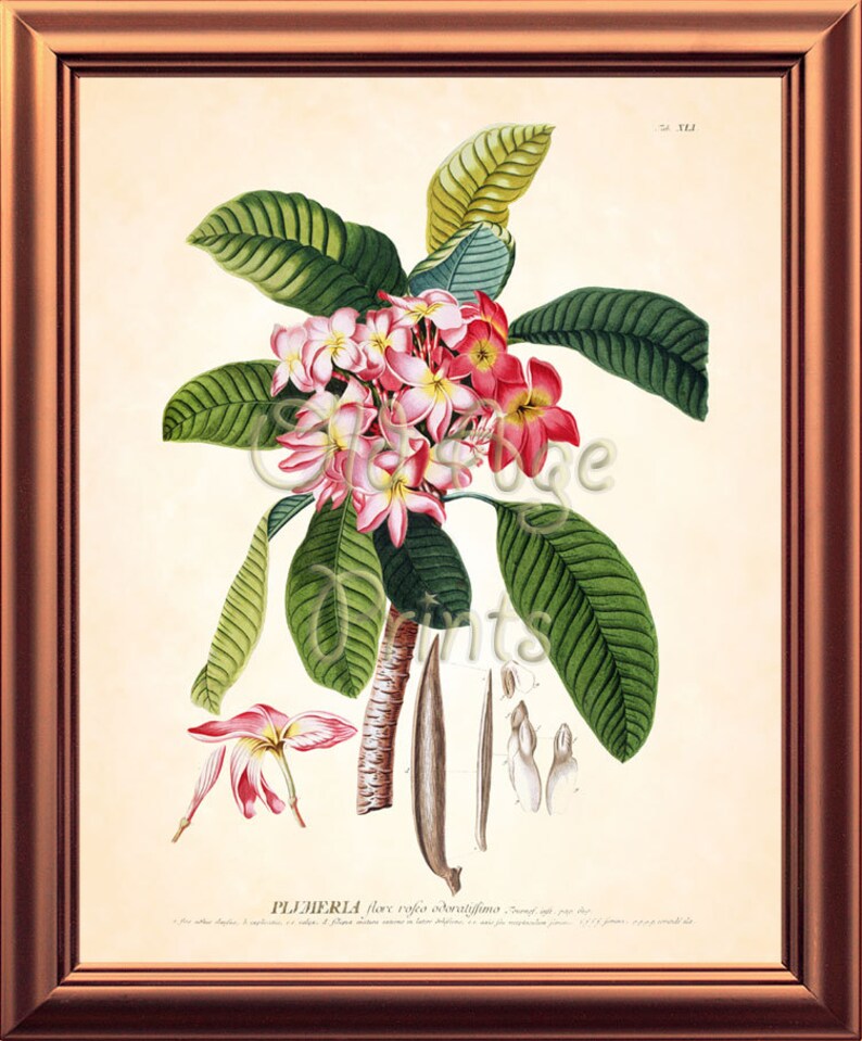 Antique EHRET Botanical Print Red PLUMERIA Flower 8x10 Antuque - Etsy
